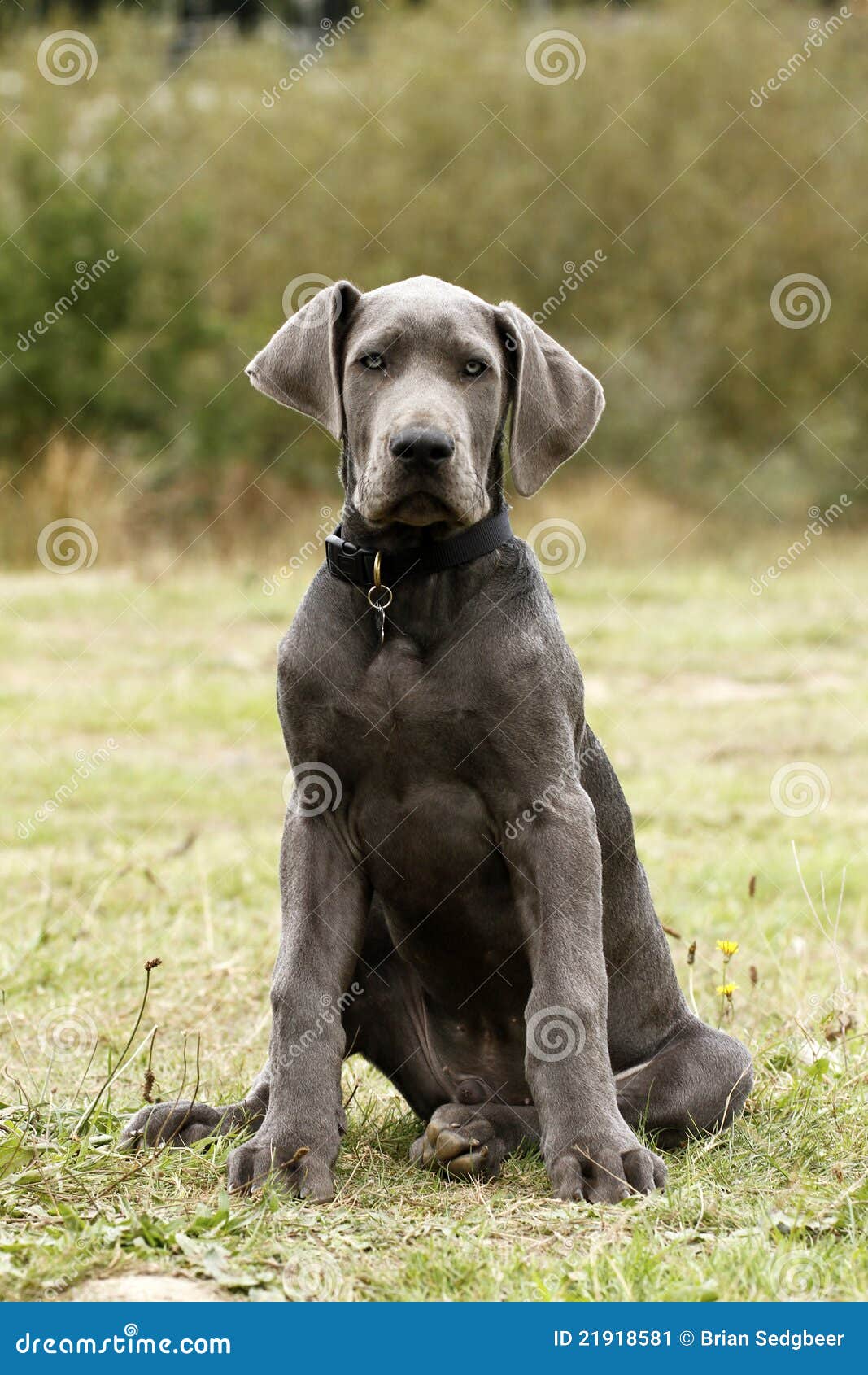 Chiot Bleu De Danois Grand II Image stock - Image du bleu, énorme: 21918581