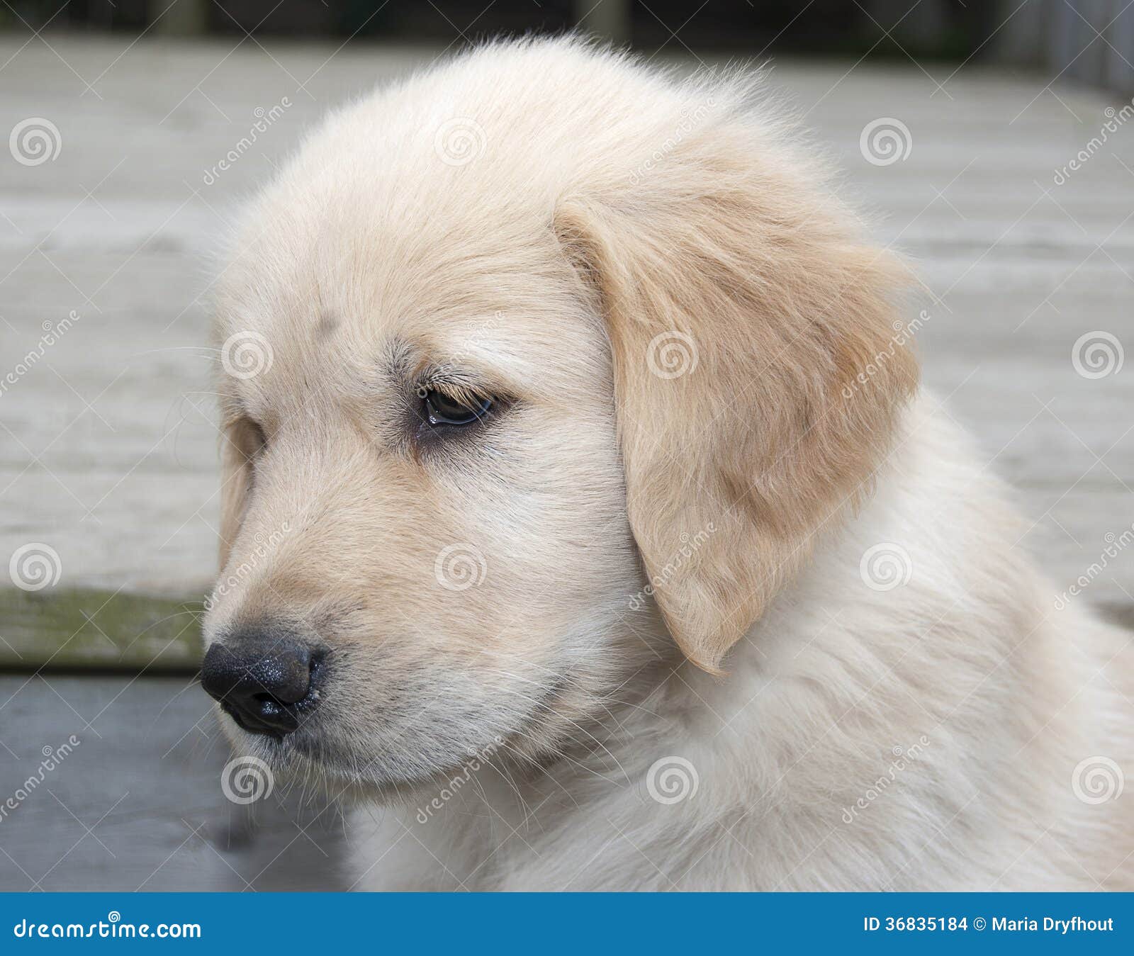 Chiot Blond De Golden Retriever Photo stock - Image du cabot, poilu ...