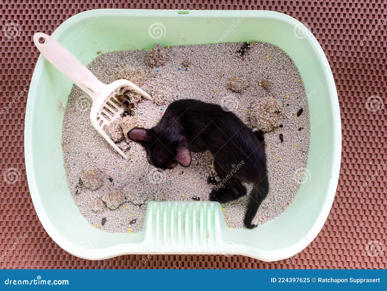 Chiot Chat Noir Caca Dans La Salle De Bain Du Chat Image stock - Image ...