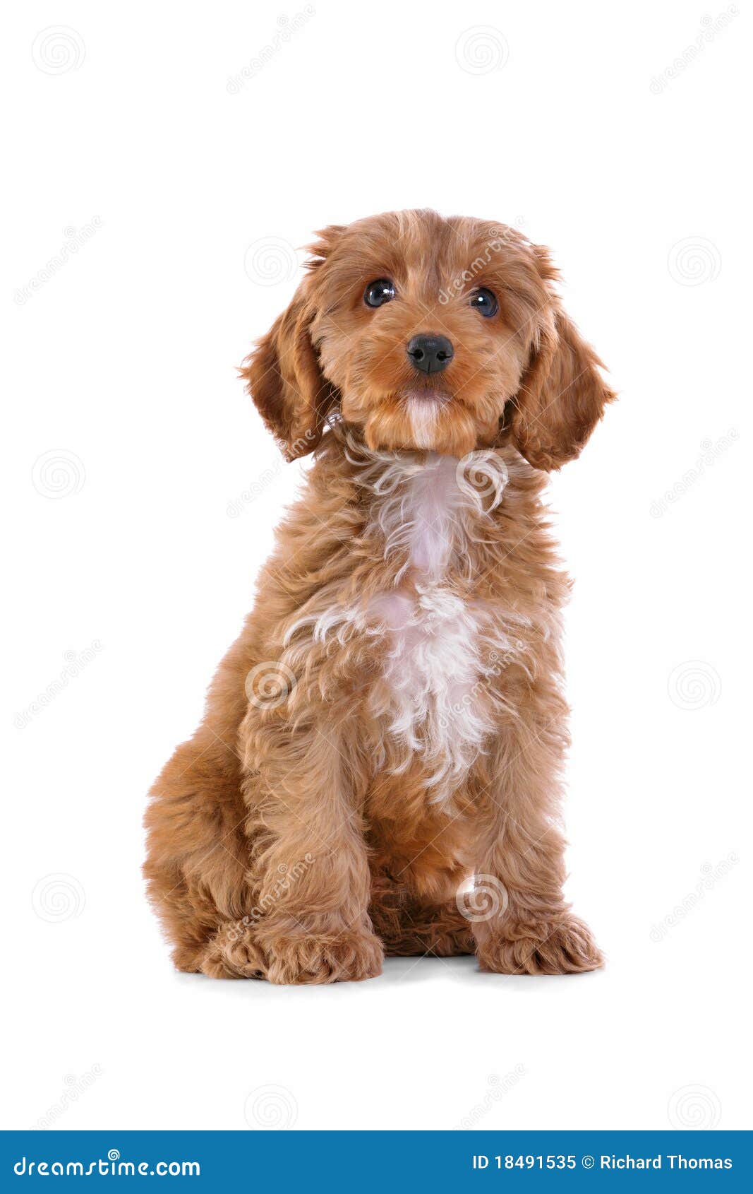 Chiot Cockapoo D'isolement Sur Le Blanc Image stock - Image du cocker ...