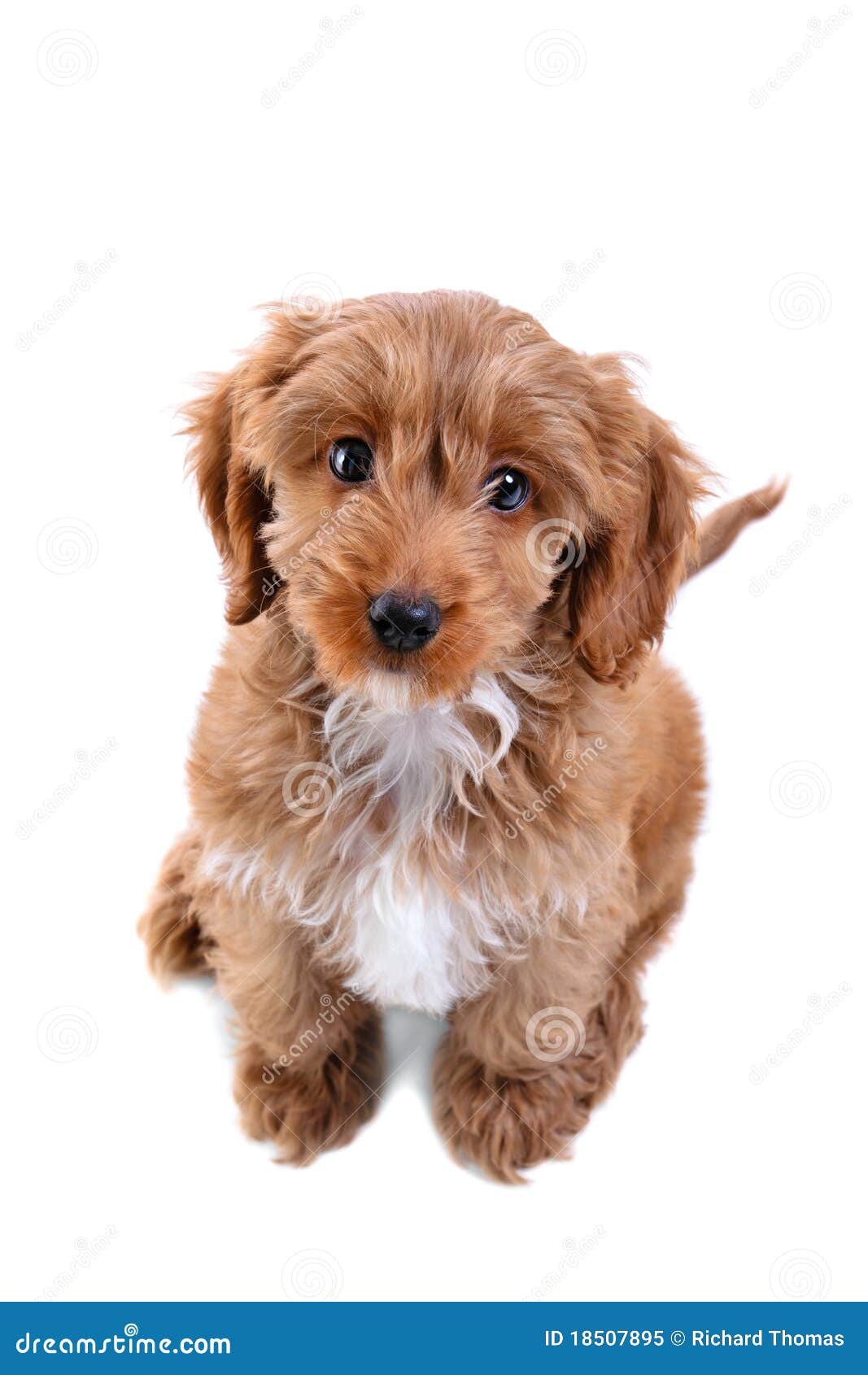 Chiot Cockapoo D'isolement Sur Le Blanc Image stock - Image du masculin ...