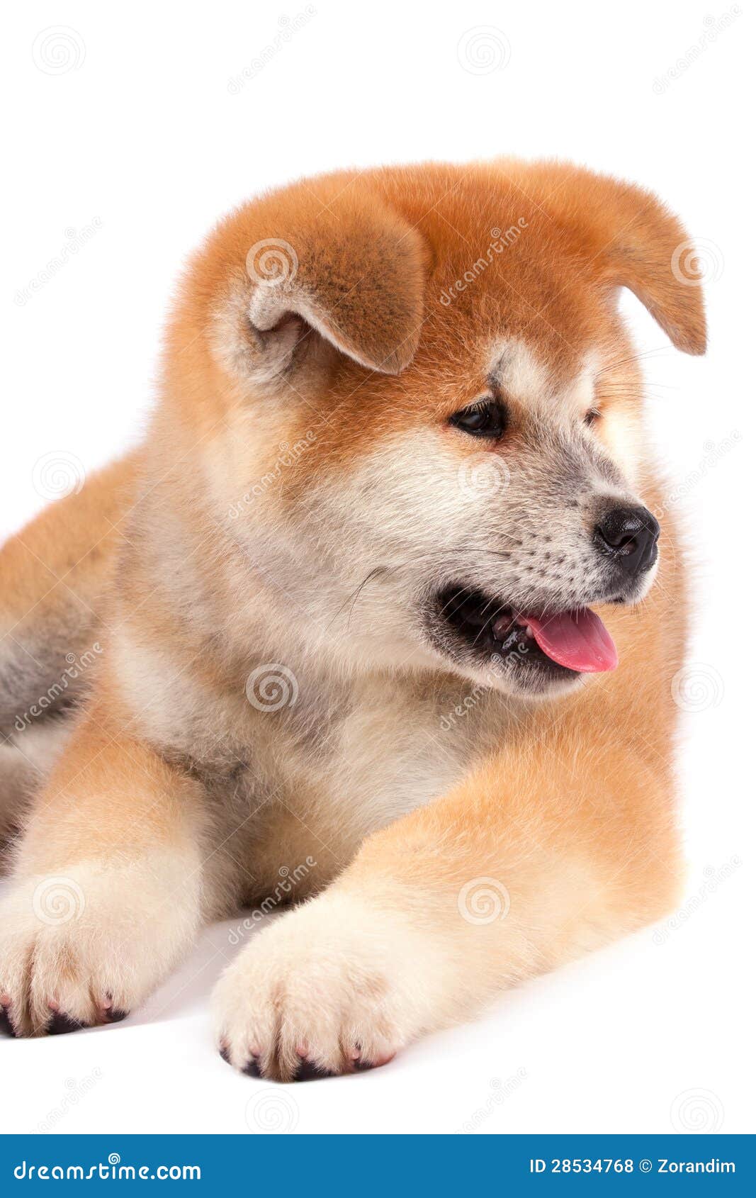Chiot d'Akita-inu photo stock. Image du chasse, studio - 28534768