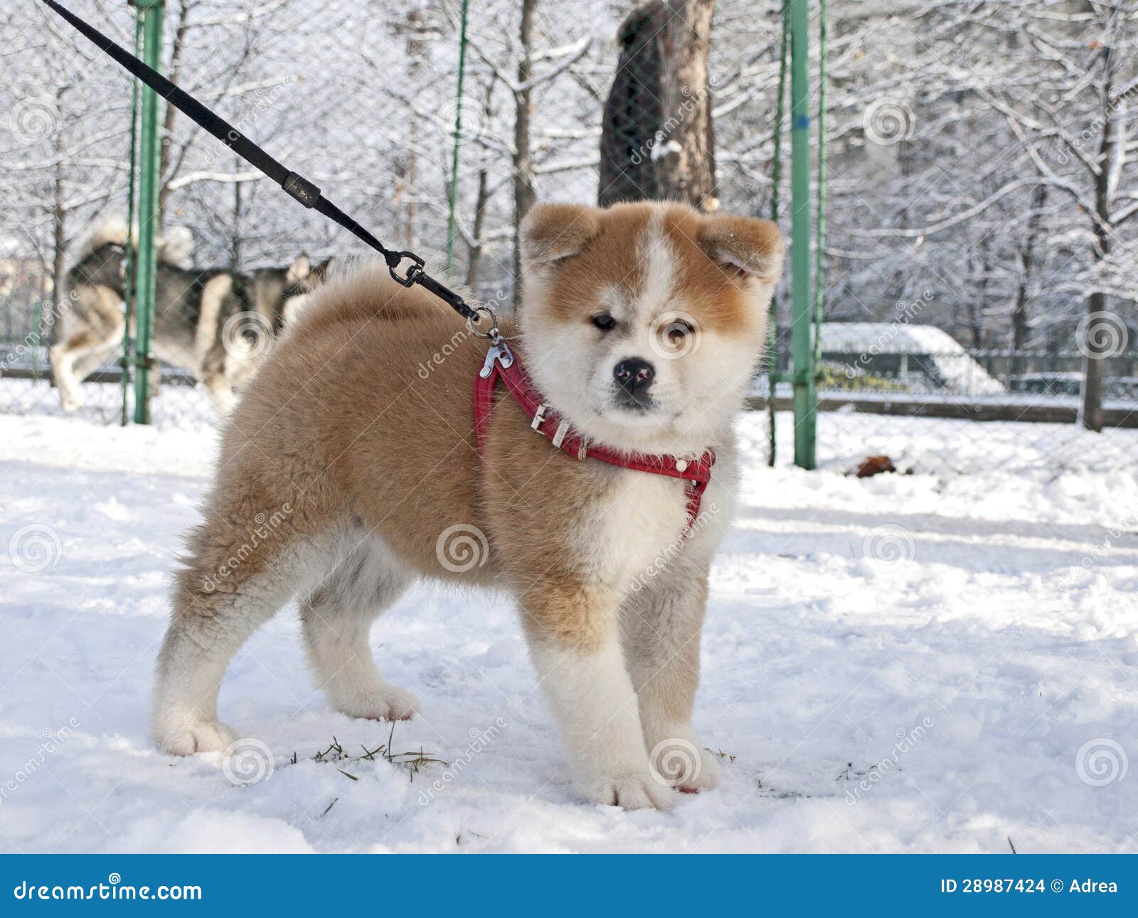 Chiot d'Akita Inu photo stock. Image du habile, chien - 28987424