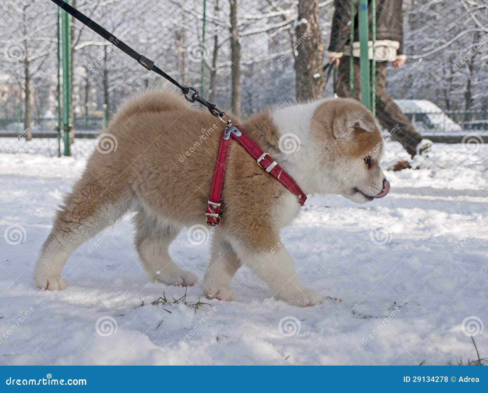 Chiot d'Akita Inu photo stock. Image du mammifère, japonais - 29134278