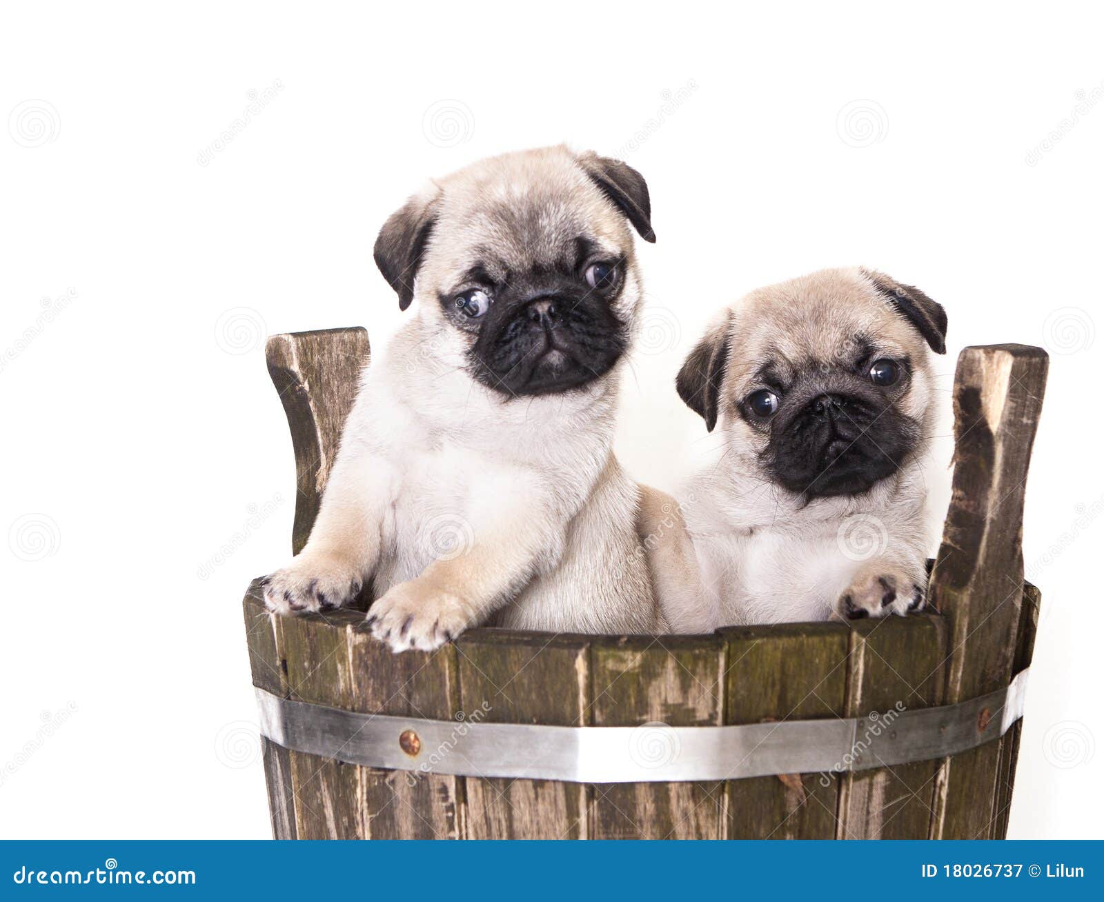 Chiot D'animal De Race De Roquet Image stock - Image du drôle, vieux ...