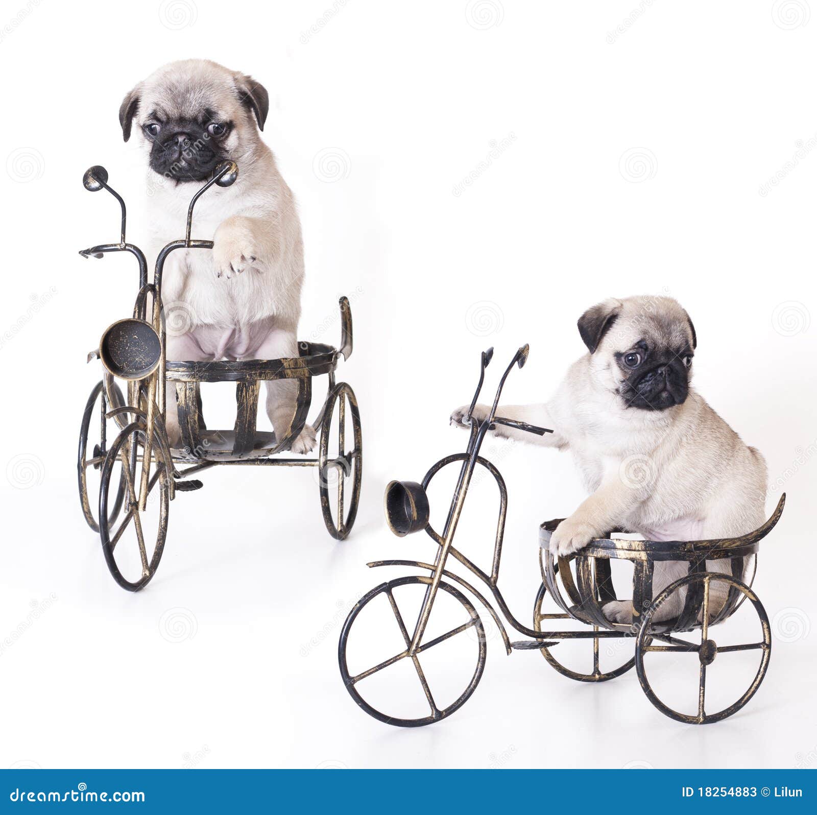 Chiot D'animal De Race De Roquet Image stock - Image du animal ...