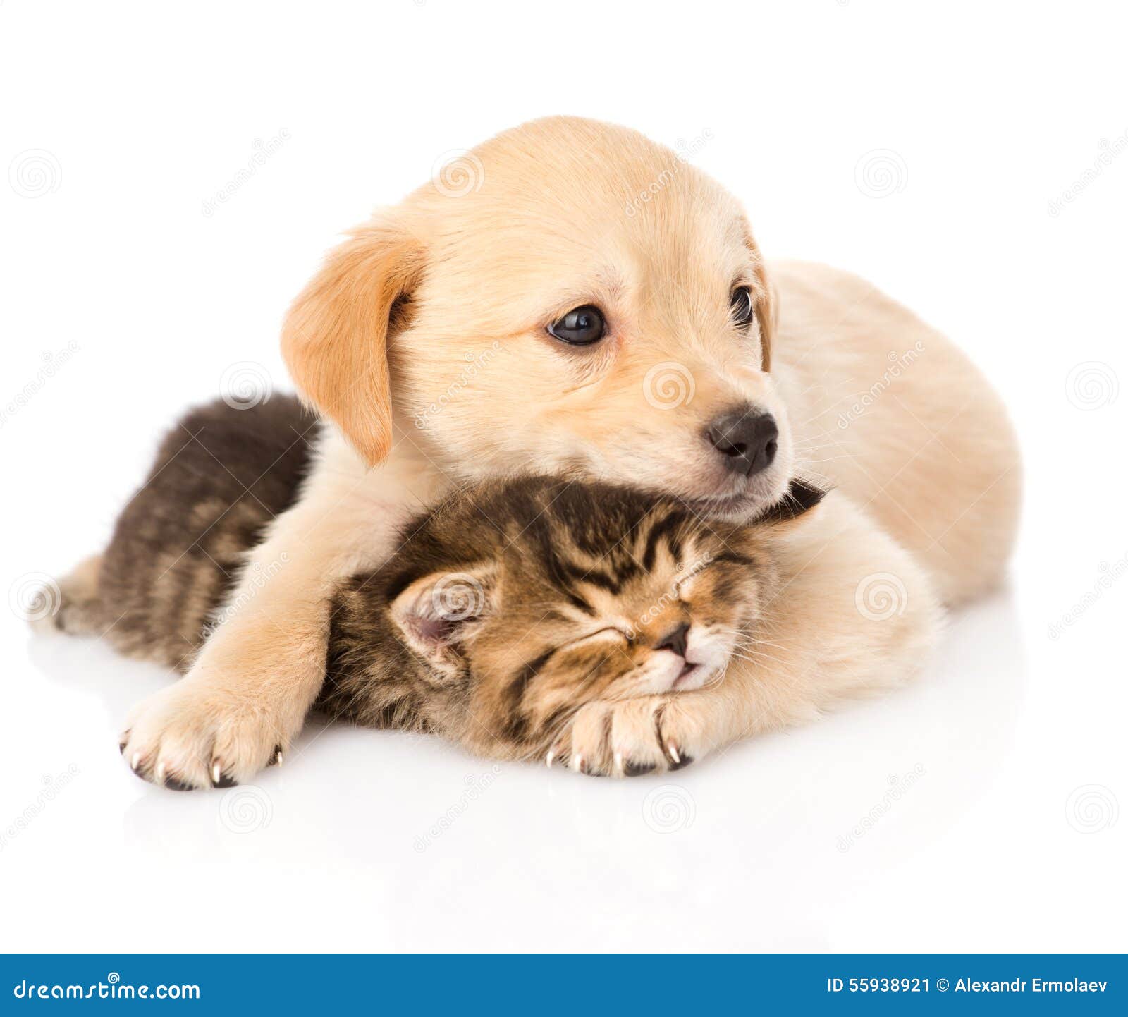 Chiot De Bébé Et Petit Chaton Ensemble D'isolement Sur Le CCB Blanc ...