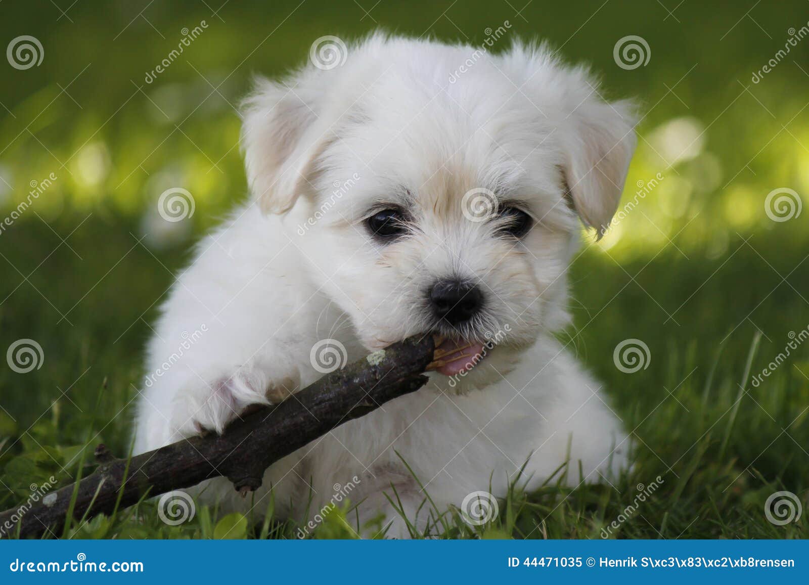 Chiot de Bichon Havanais image stock. Image du animal - 44471035