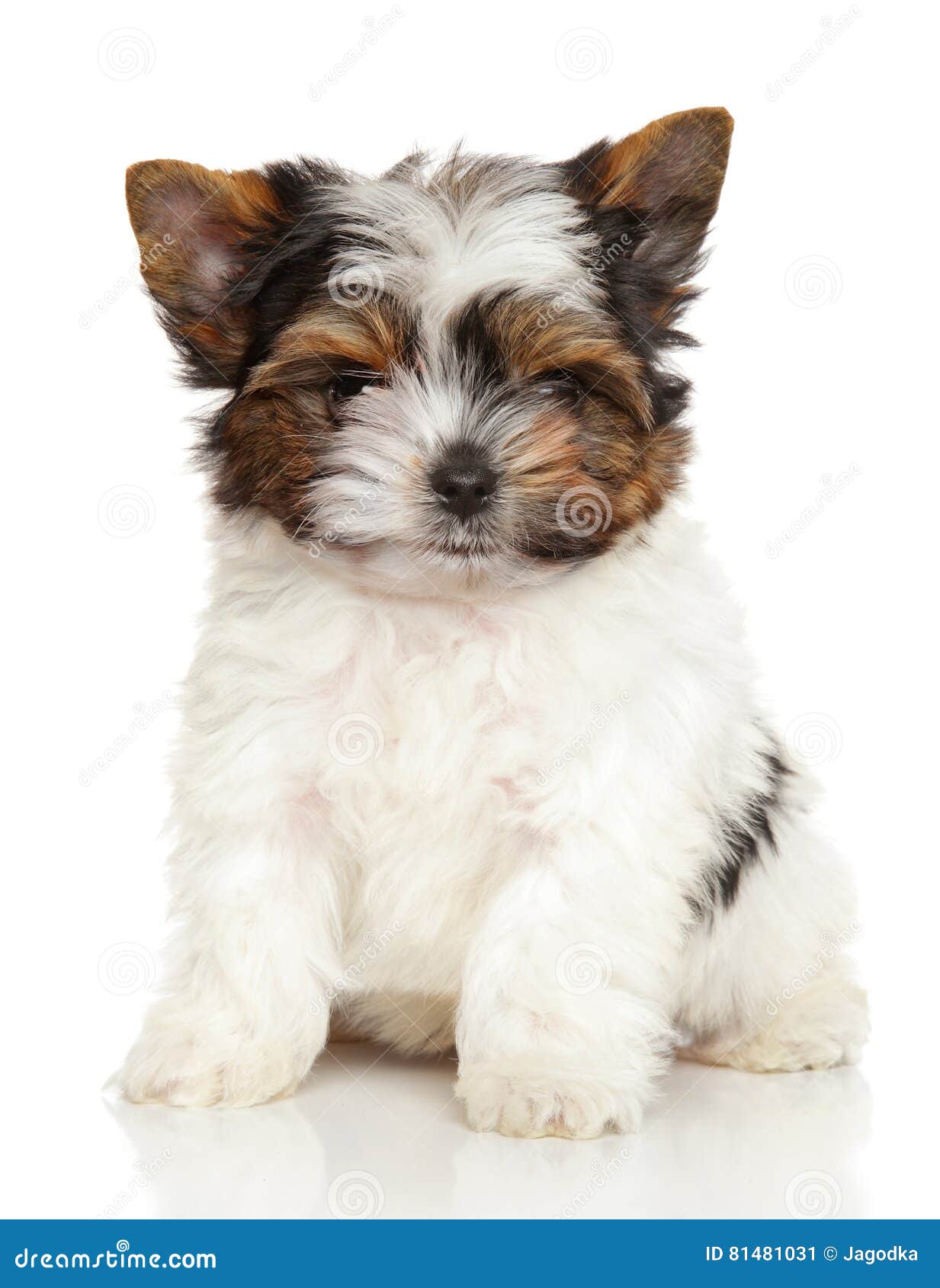 Chiot de Biewer York image stock. Image du chiot, york - 81481031