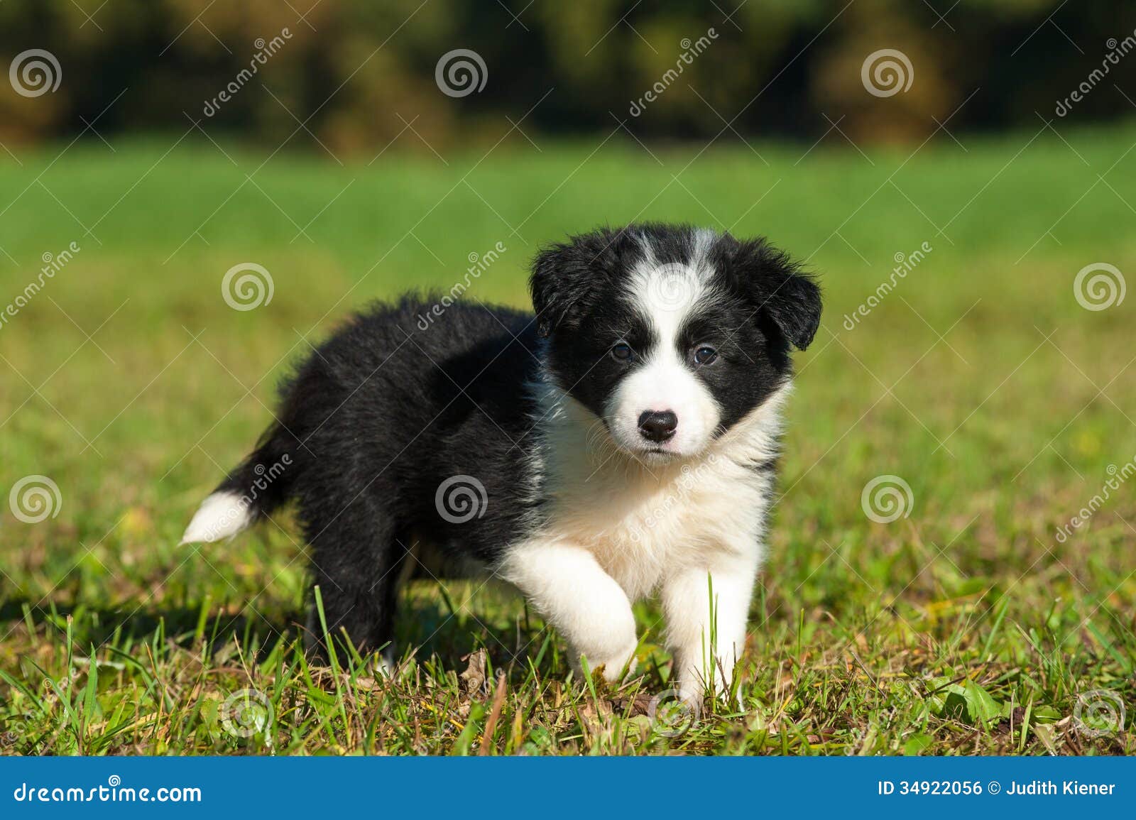 Chiot de border collie photo stock. Image du blanc, colley - 34922056