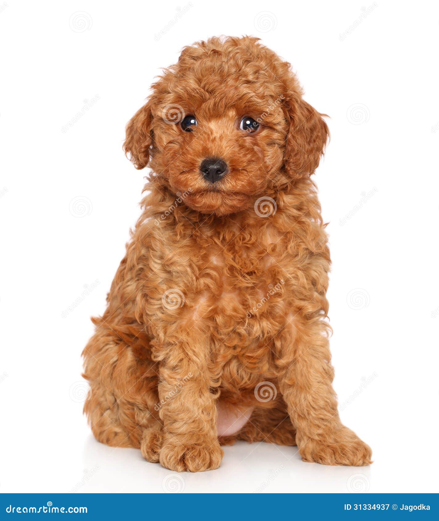 Chiot De Caniche Sur Le Fond Blanc Image stock - Image du crabot ...