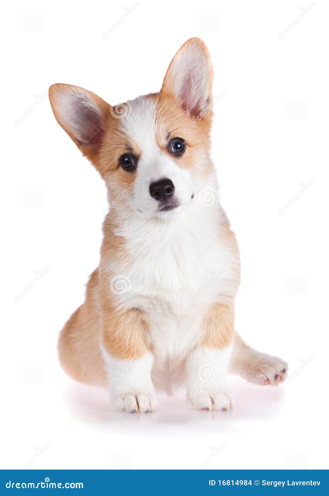 Chiot De Corgi D'Obturation De Pembroke Photo stock - Image of purebred ...