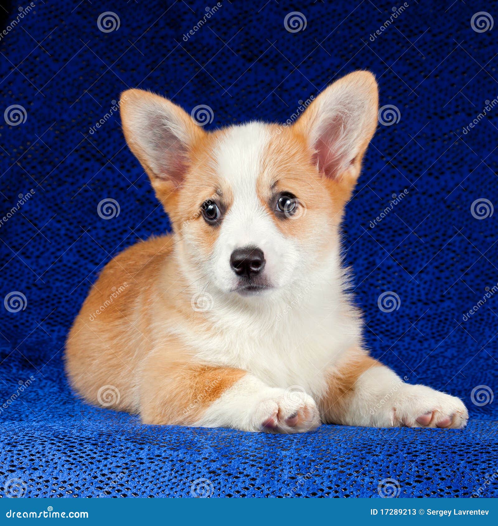 Chiot De Corgi D'Obturation De Pembroke Image stock - Image du ...