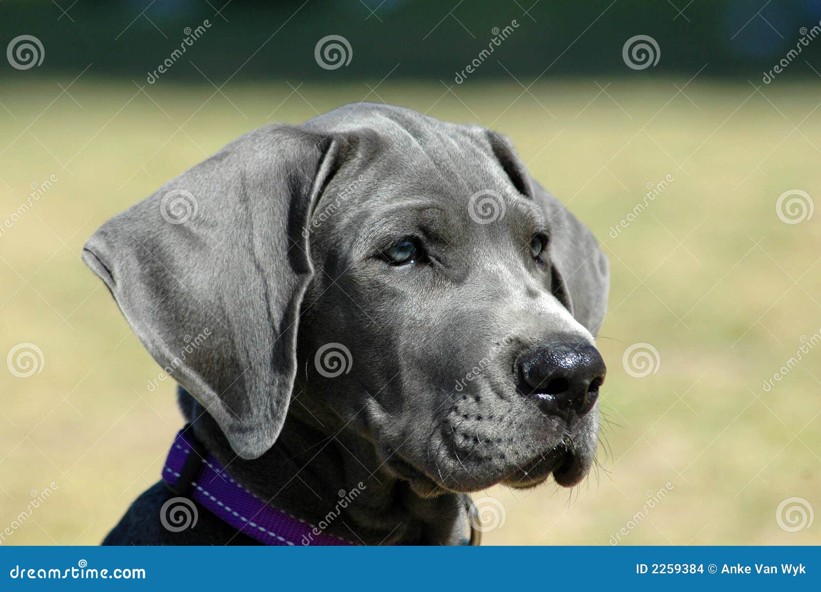 Chiot de Danois grand photo stock. Image du allemand, chien - 2259384
