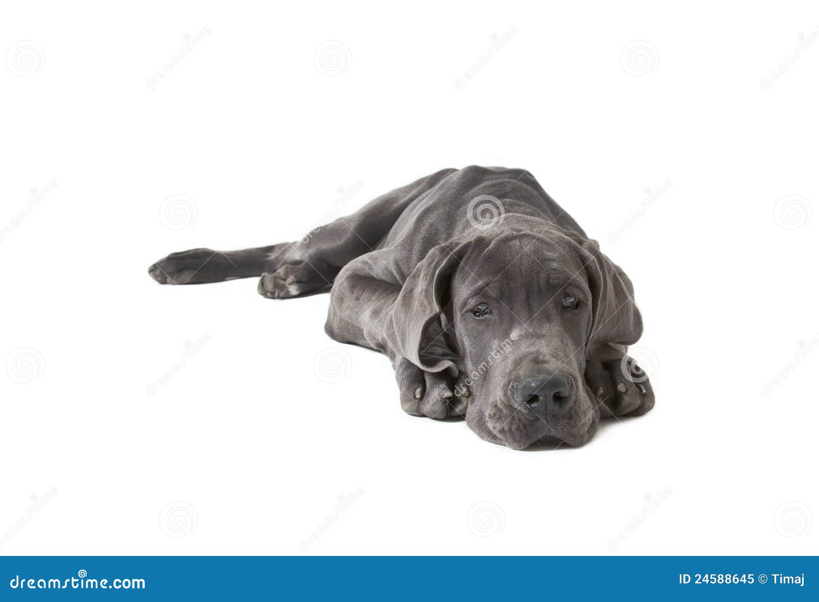 Chiot de Danois grand image stock. Image du danois, adorable - 24588645