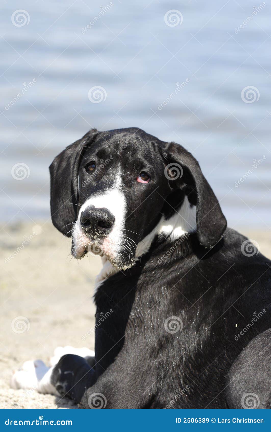 Chiot de Danois grand image stock. Image du fourrure, accouplement ...