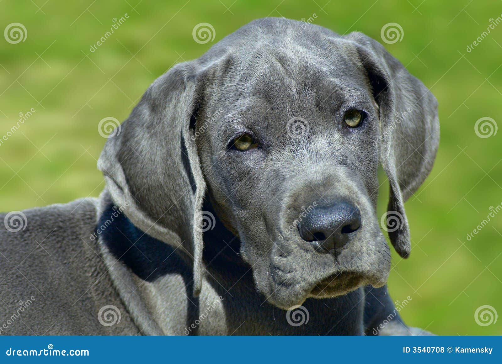 Chiot de Danois grand photo stock. Image du drôle, durée - 3540708