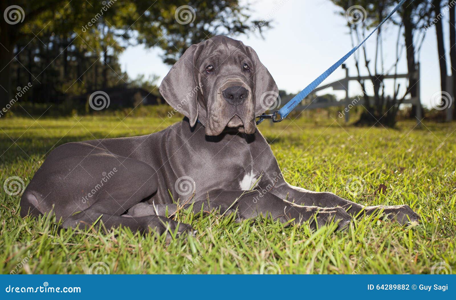 Chiot de Danois grand photo stock. Image du vert, favoris - 64289882