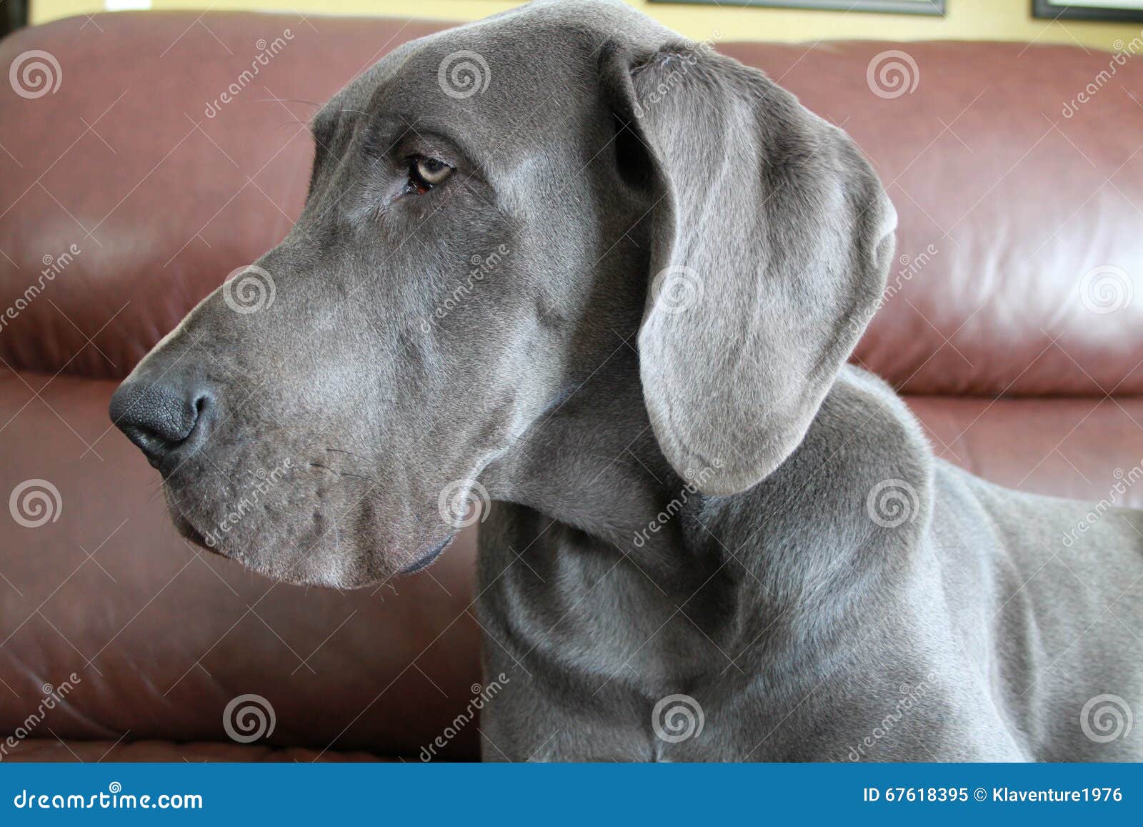 Chiot de Danois grand image stock. Image du danois, crabot - 67618395