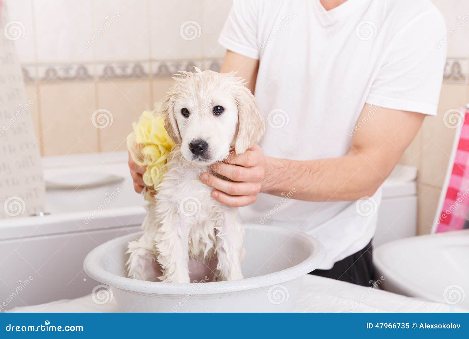 Chiot De Golden Retriever Dans La Douche Image stock - Image du main ...