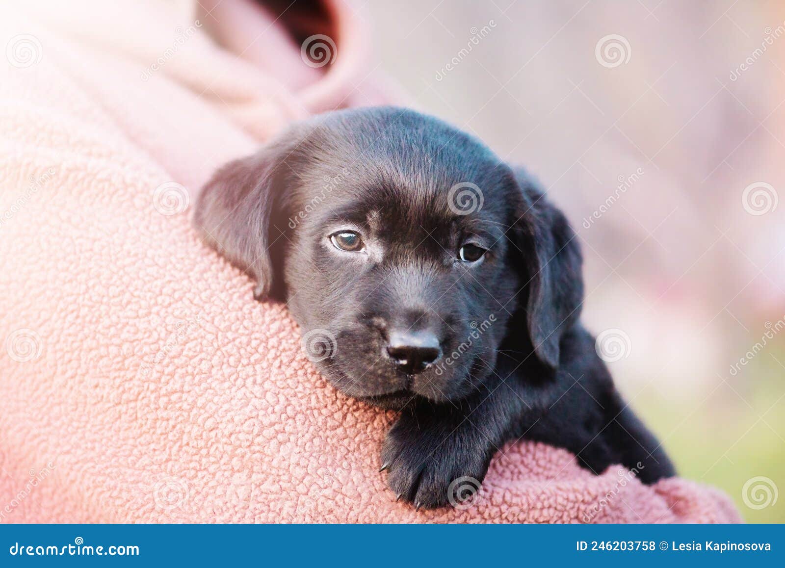 Chiot De Labrador De Couleur Noire Sur Les Mains Dune Femme Focus