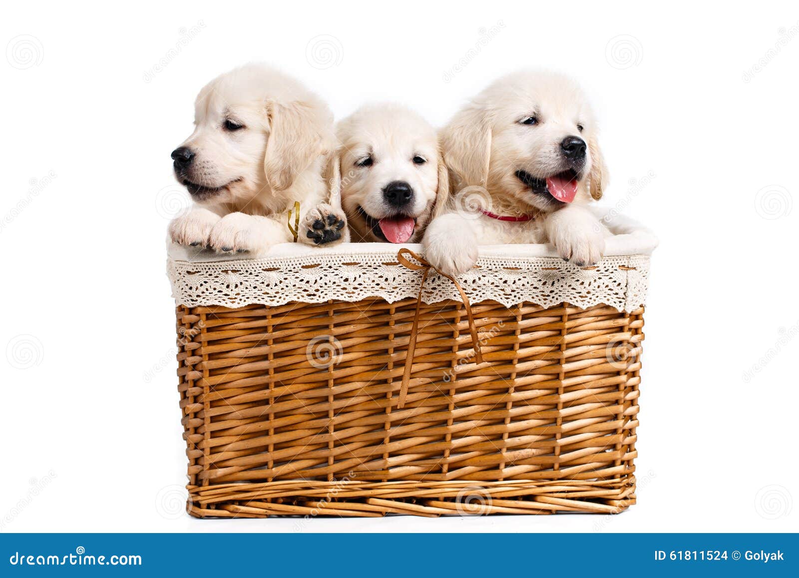 Chiot De Labrador De Trois Blancs Dans Un Panier En Osier Photo stock ...