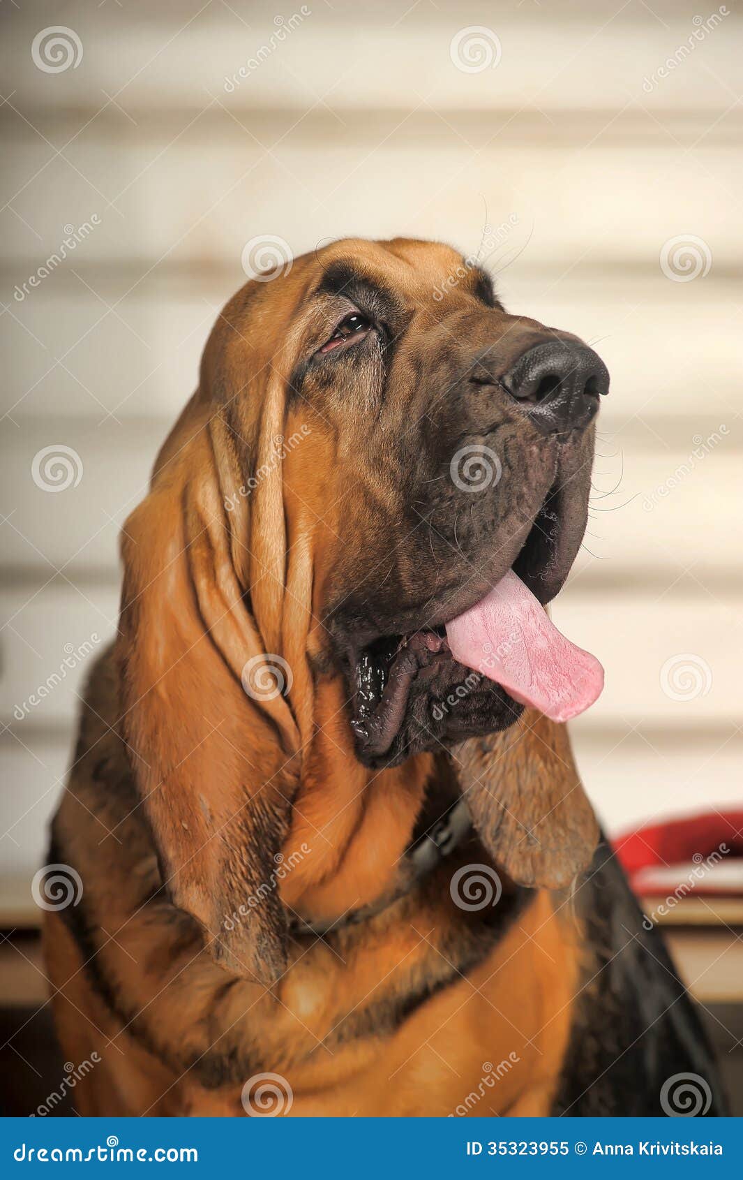 Chiot de limier image stock. Image du hubert, adoptez - 35323955