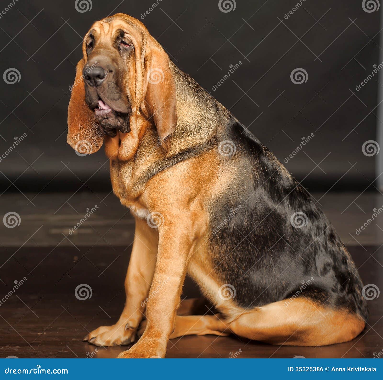 Chiot de limier photo stock. Image du brouillé, domestiqué - 35325386