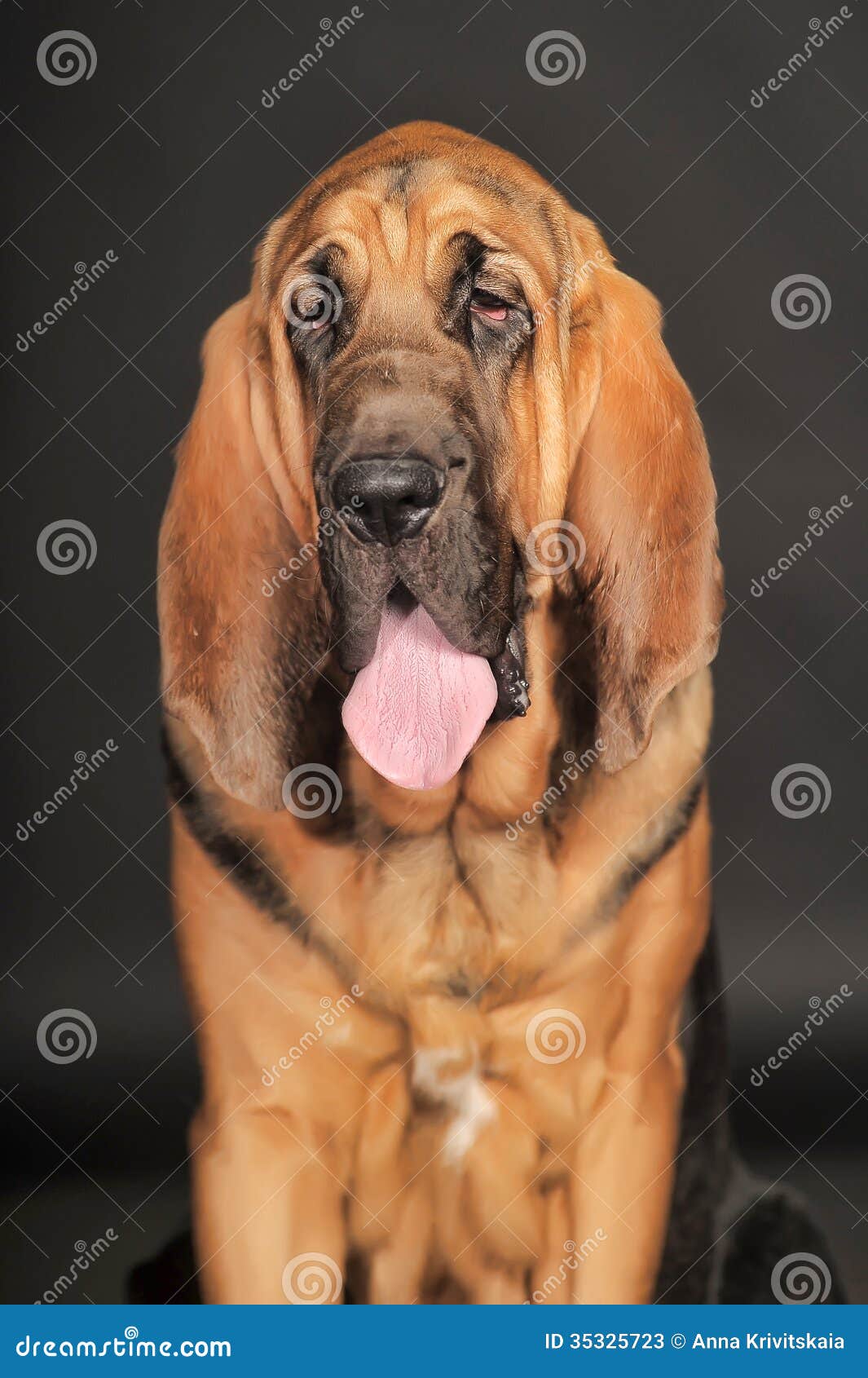 Chiot de limier image stock. Image du américain, heureux - 35325723