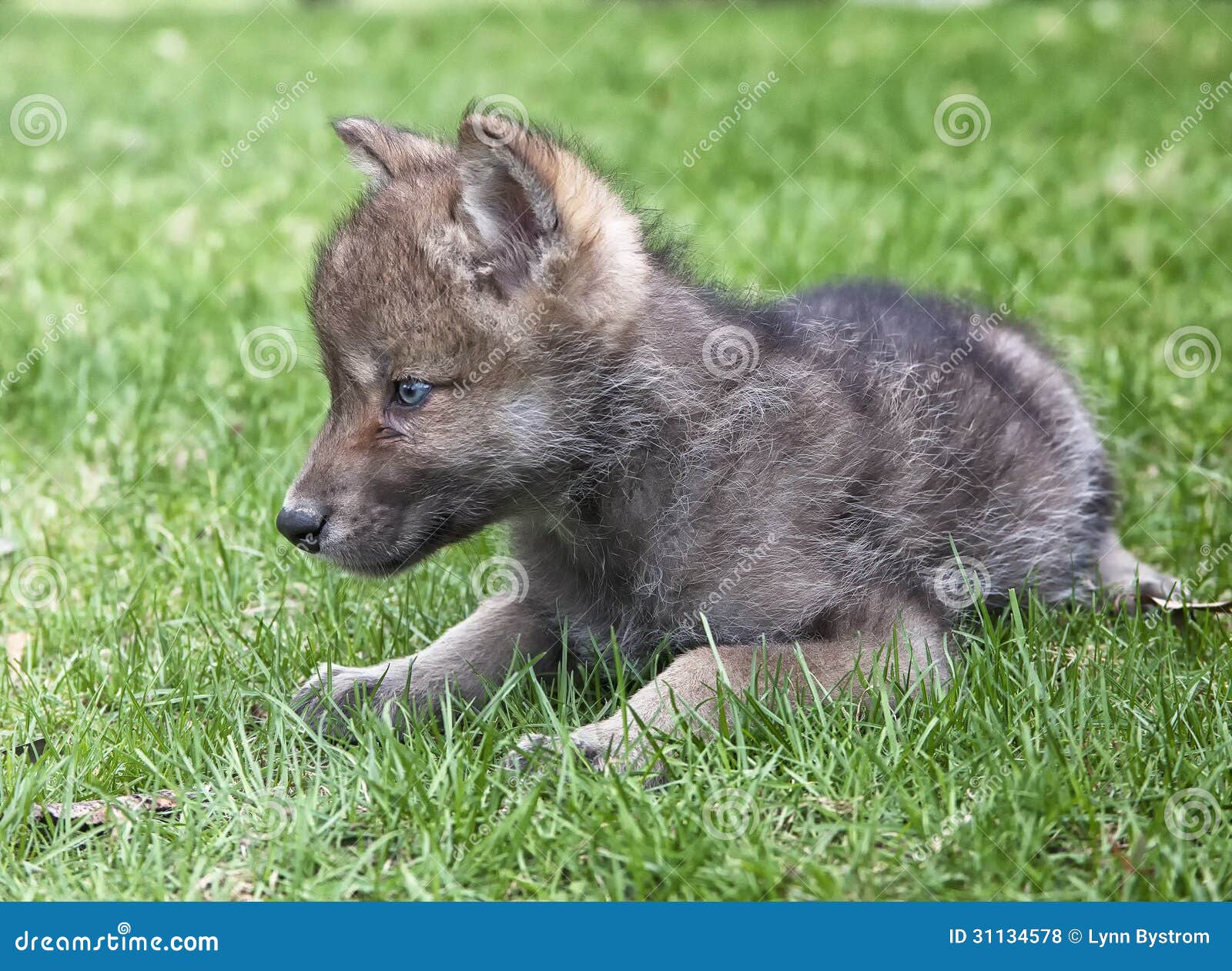 Chiot de loup gris photo stock. Image du ressort, bois - 31134578