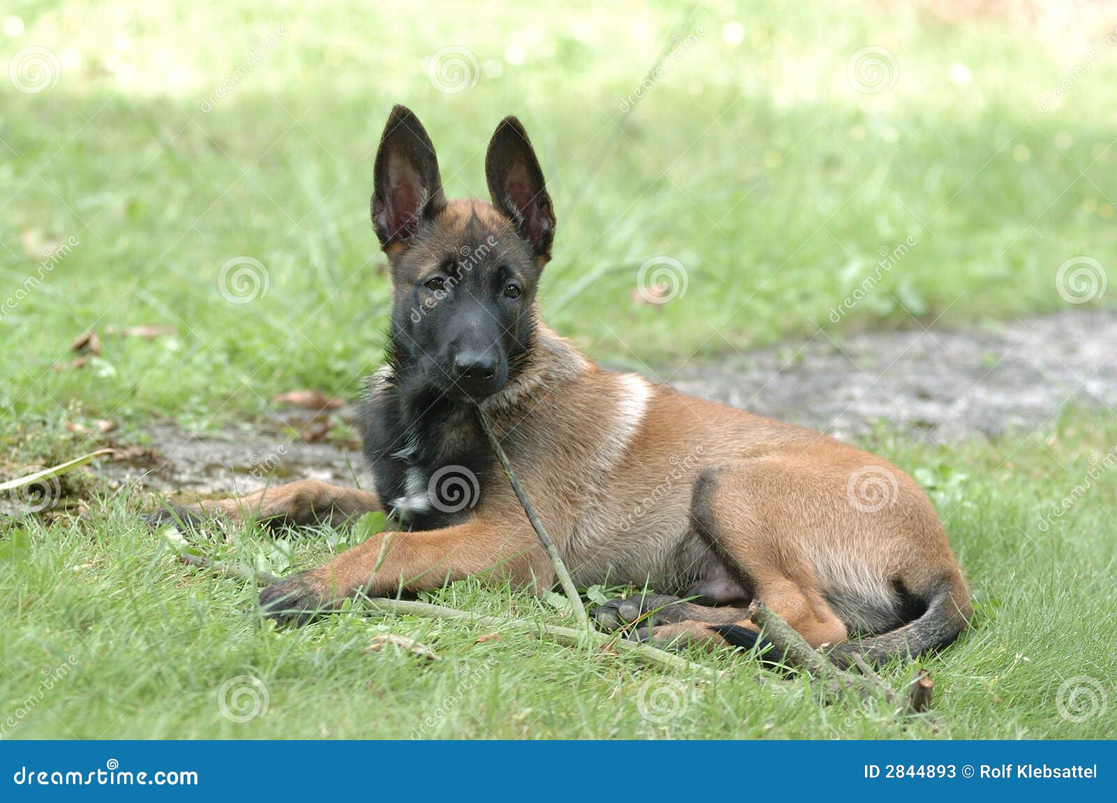Chiot de Malinois image stock. Image du berger, watchdog - 2844893