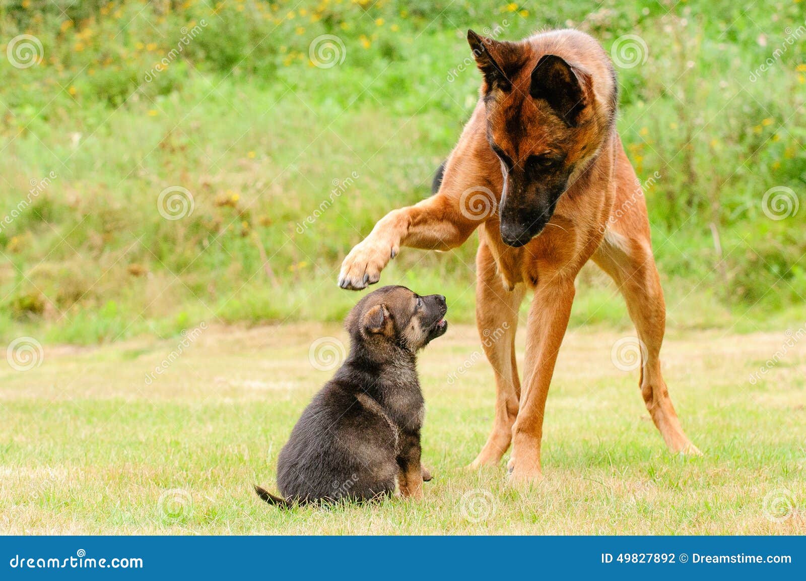 Chiot de Malinois photo stock. Image du mignon, heureux - 49827892