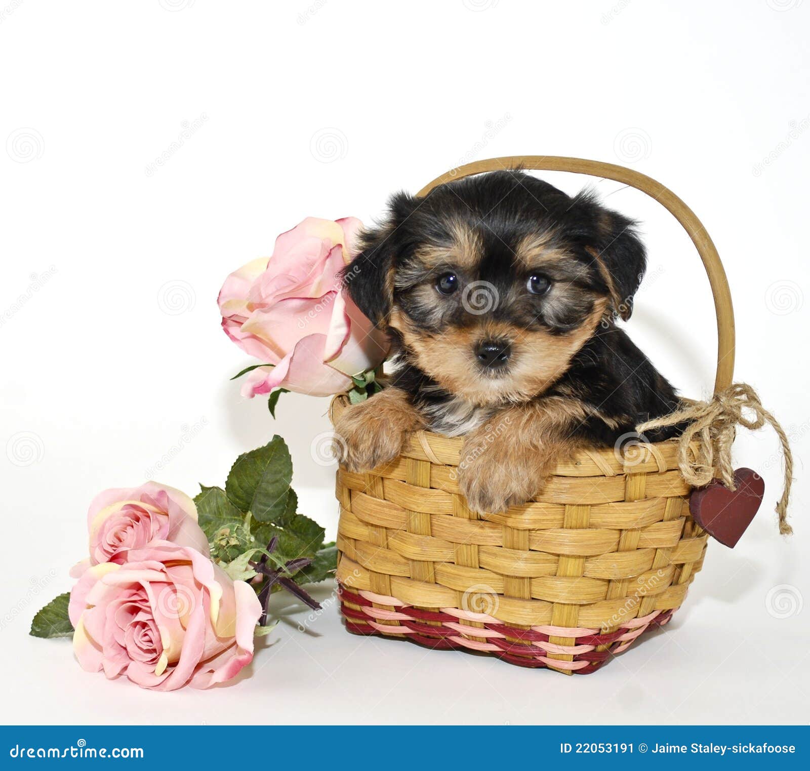 Chiot de Morkie image stock. Image du brouillé, canin - 22053191