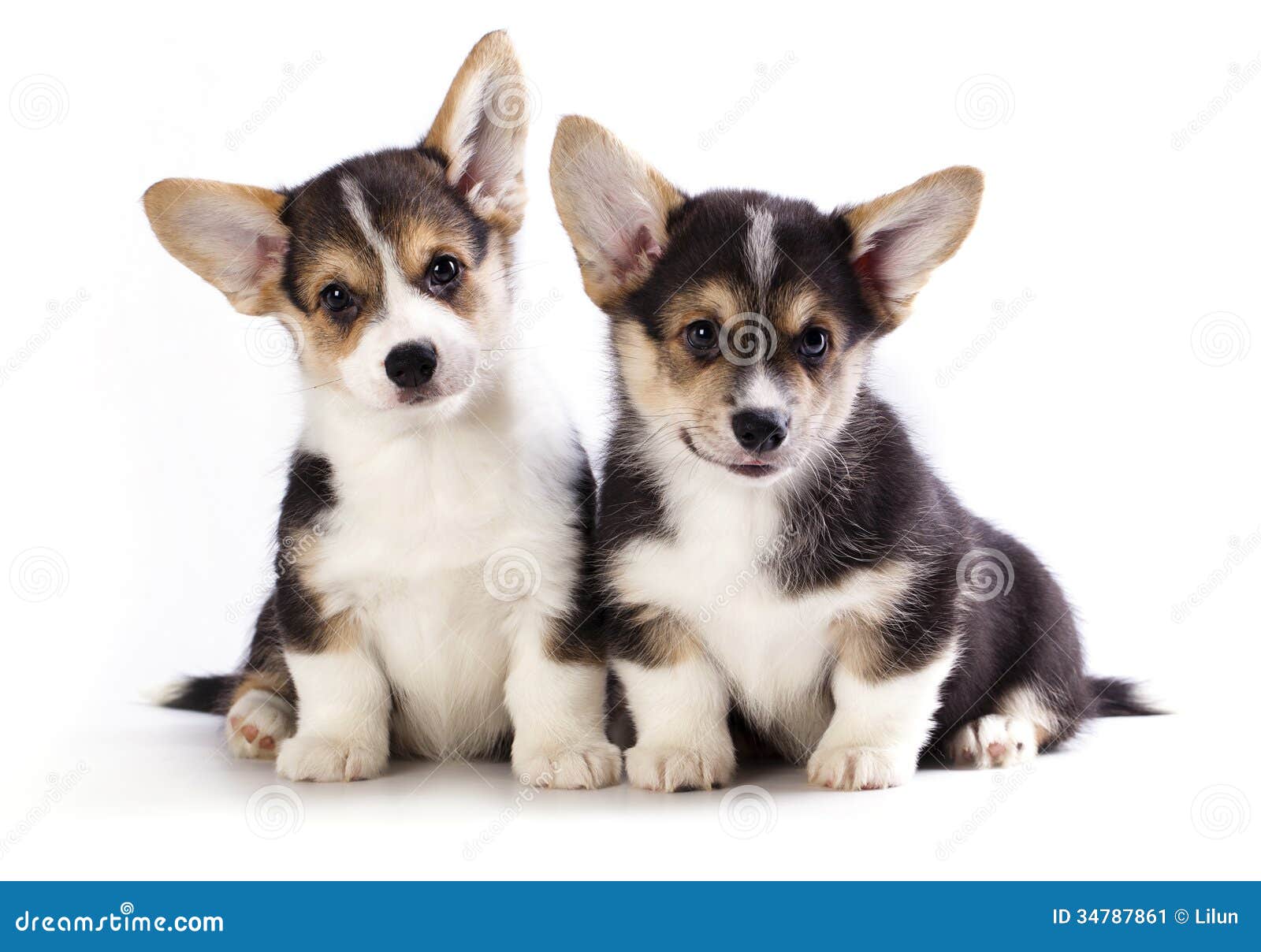 Chiot De Pembroke Welsh Corgi Image stock - Image du pédigrée, bouche ...