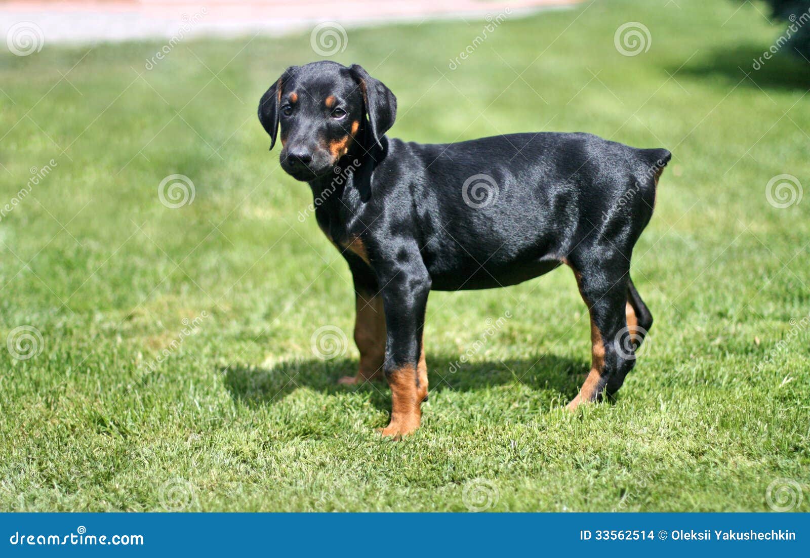 Chiot De Pinscher De Dobermann Photo stock - Image du enfant, herbe ...