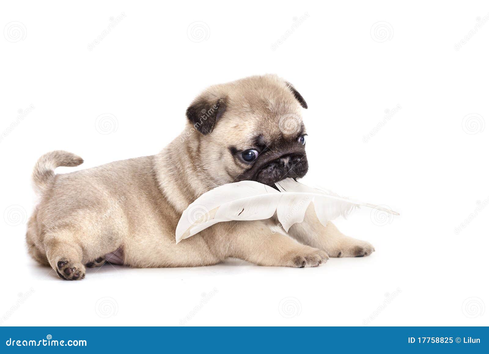 Chiot de race de roquet image stock. Image du animal - 17758825