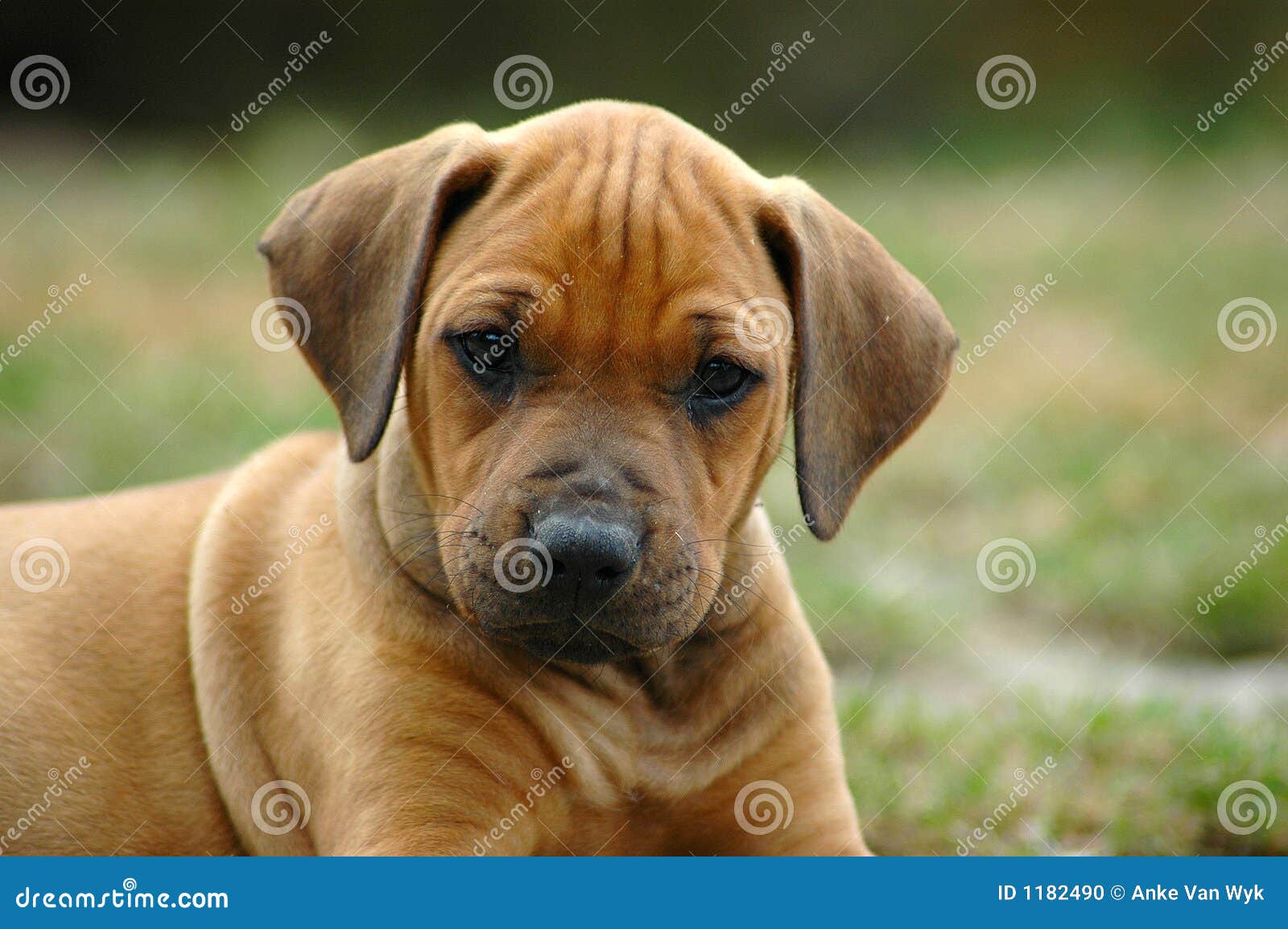 Chiots Rhodesian Ridgeback Noir