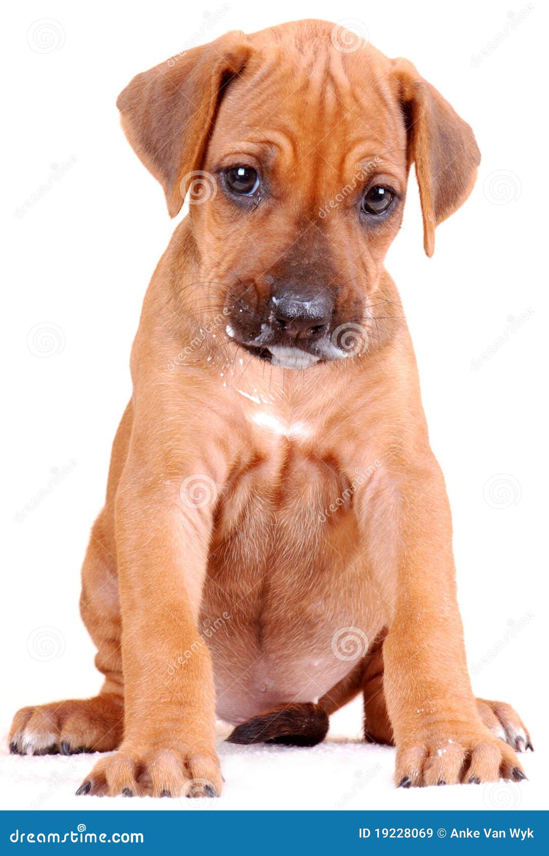 Chiot De Rhodesian Ridgeback Image stock - Image du autour, lait: 19228069