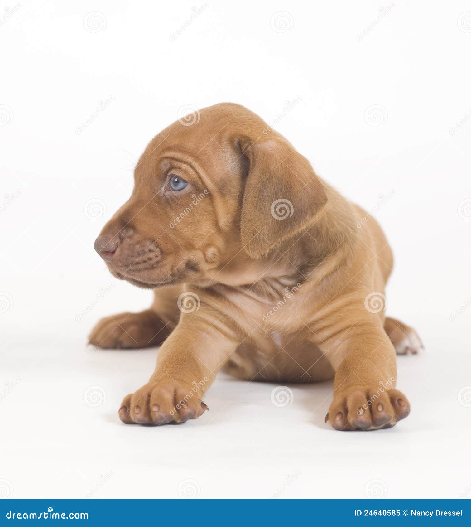 Chiot De Rhodesian Ridgeback, 5 Semaines De, Se Trouvant Image stock ...