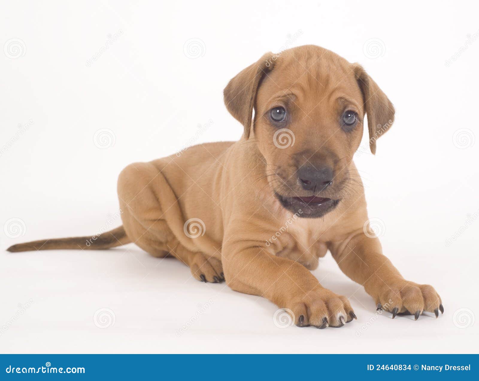Chiot De Rhodesian Ridgeback, 5 Semaines De, Se Trouvant Photo stock ...