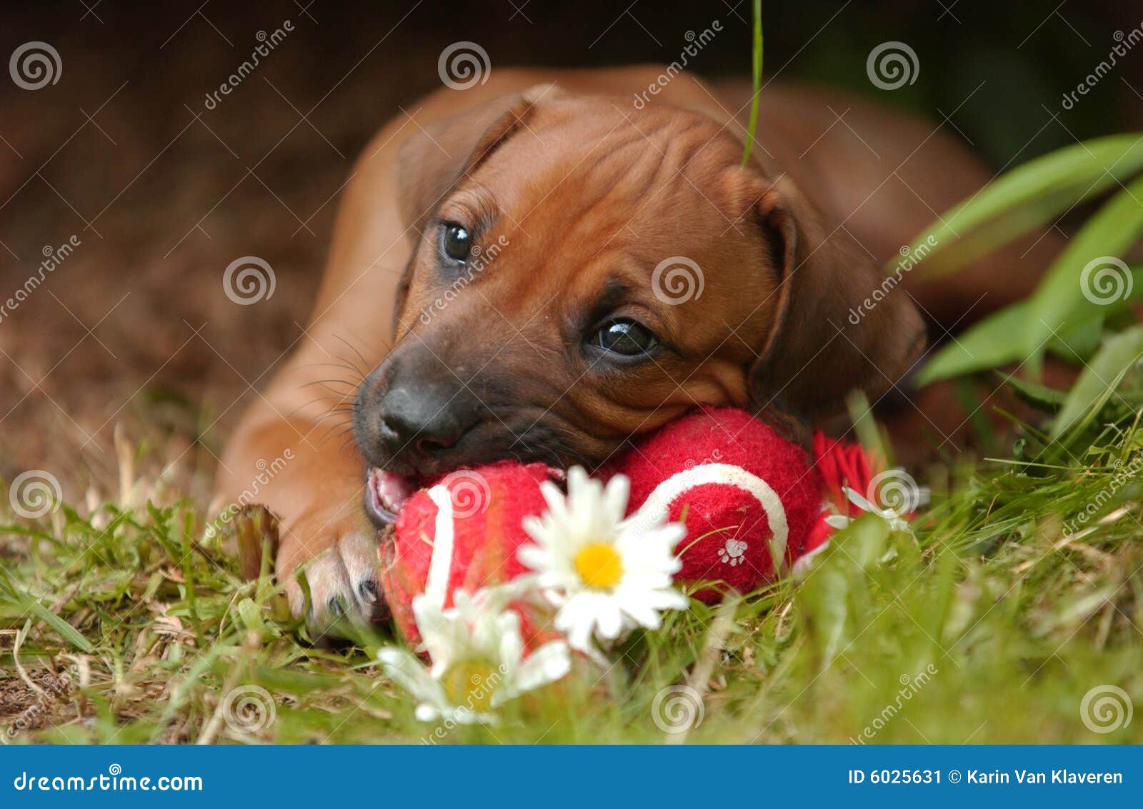 Chiot De Rhodesian Ridgeback Image stock - Image du bille, race: 6025631