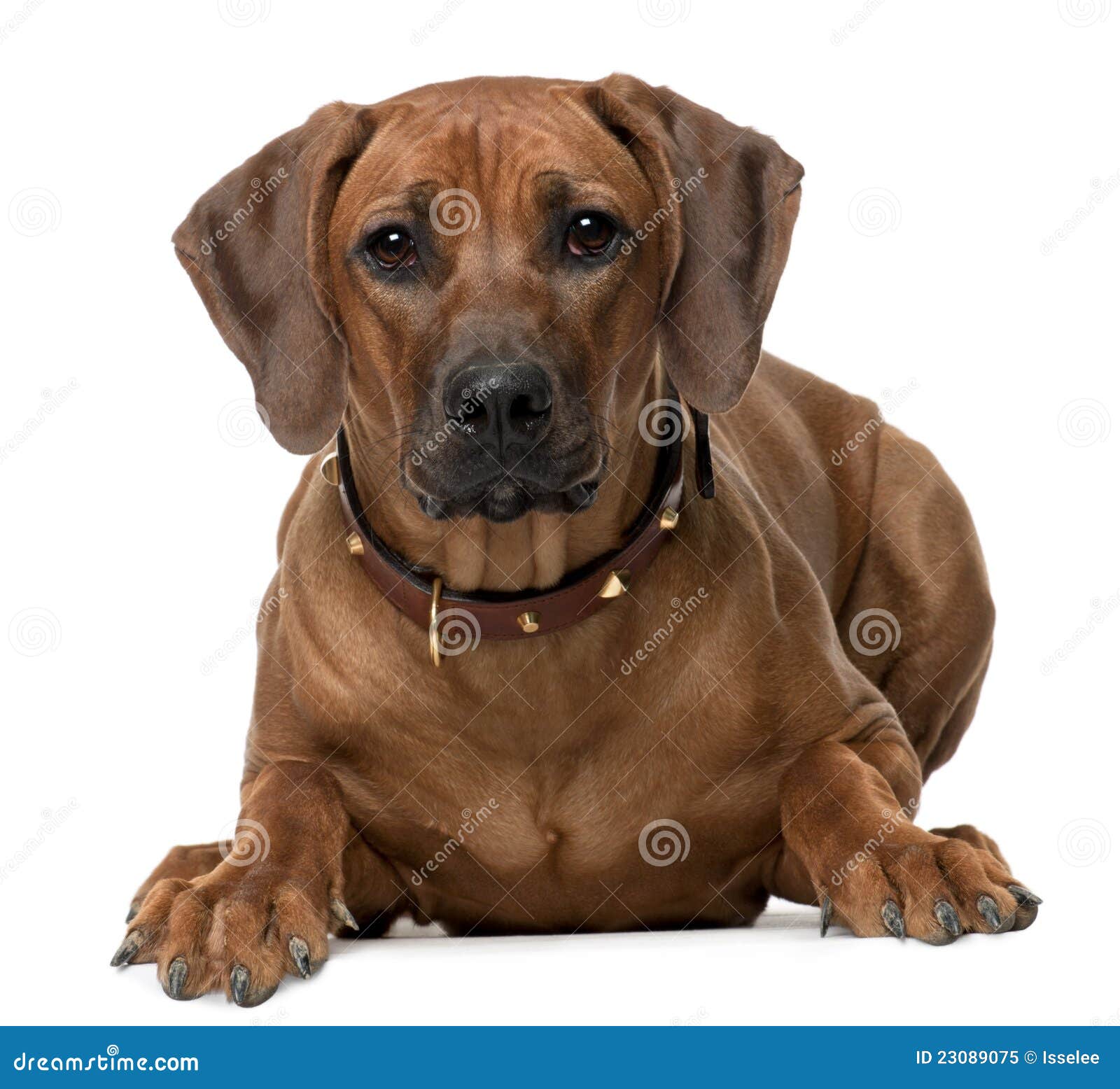 Chiot De Rhodesian Ridgeback, 7 Mois, Se Trouvant Image stock - Image ...