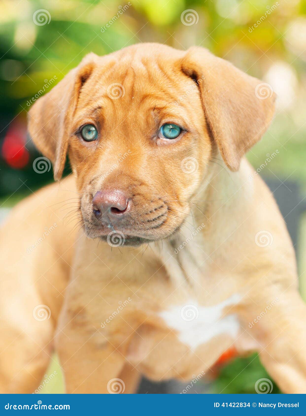 Chiot De Rhodesian Ridgeback Avec Des Yeux Bleus Photo stock - Image du ...