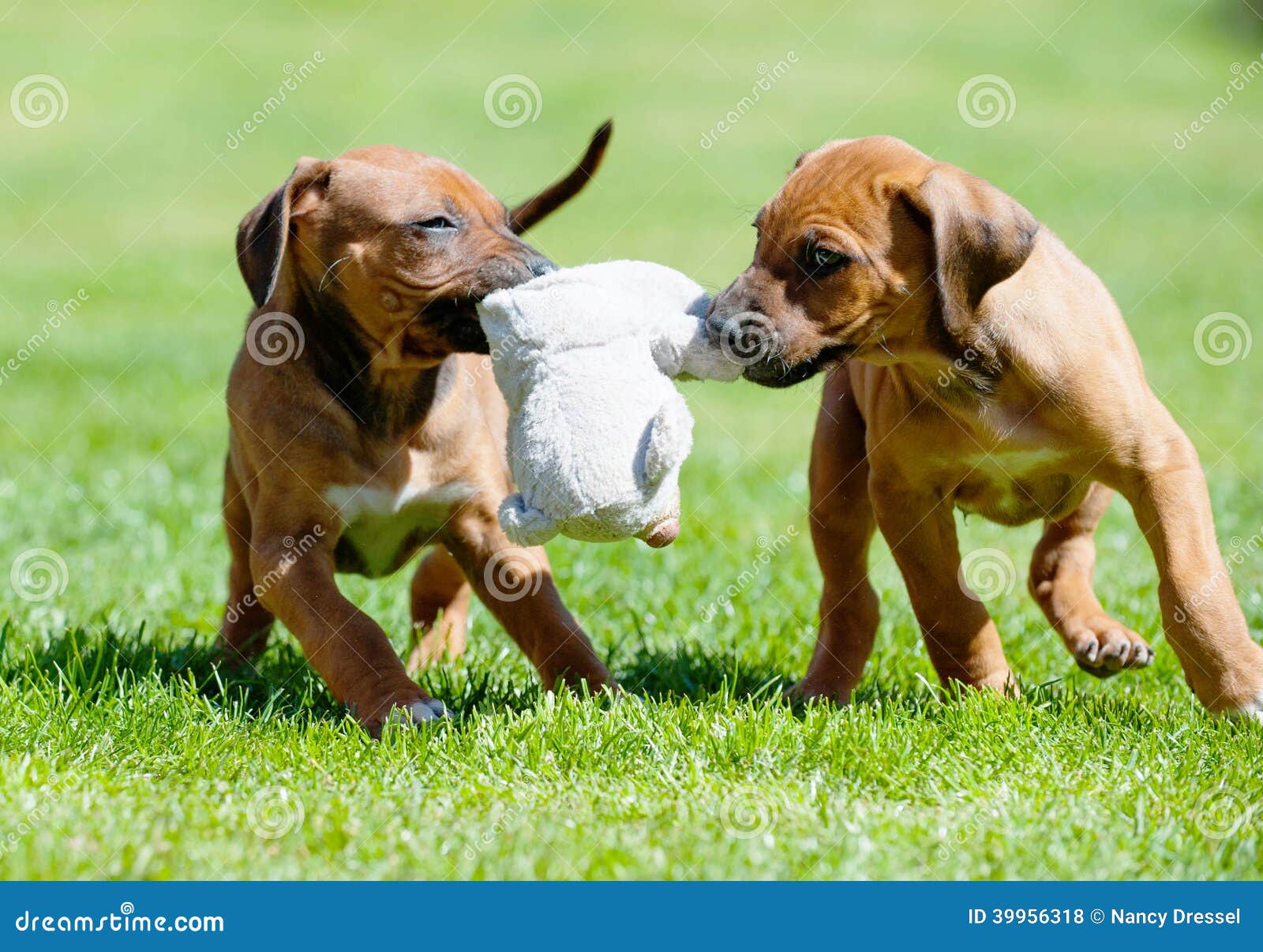 Chiot De Rhodesian Ridgeback Jouant Avec La Boule Photo stock - Image ...