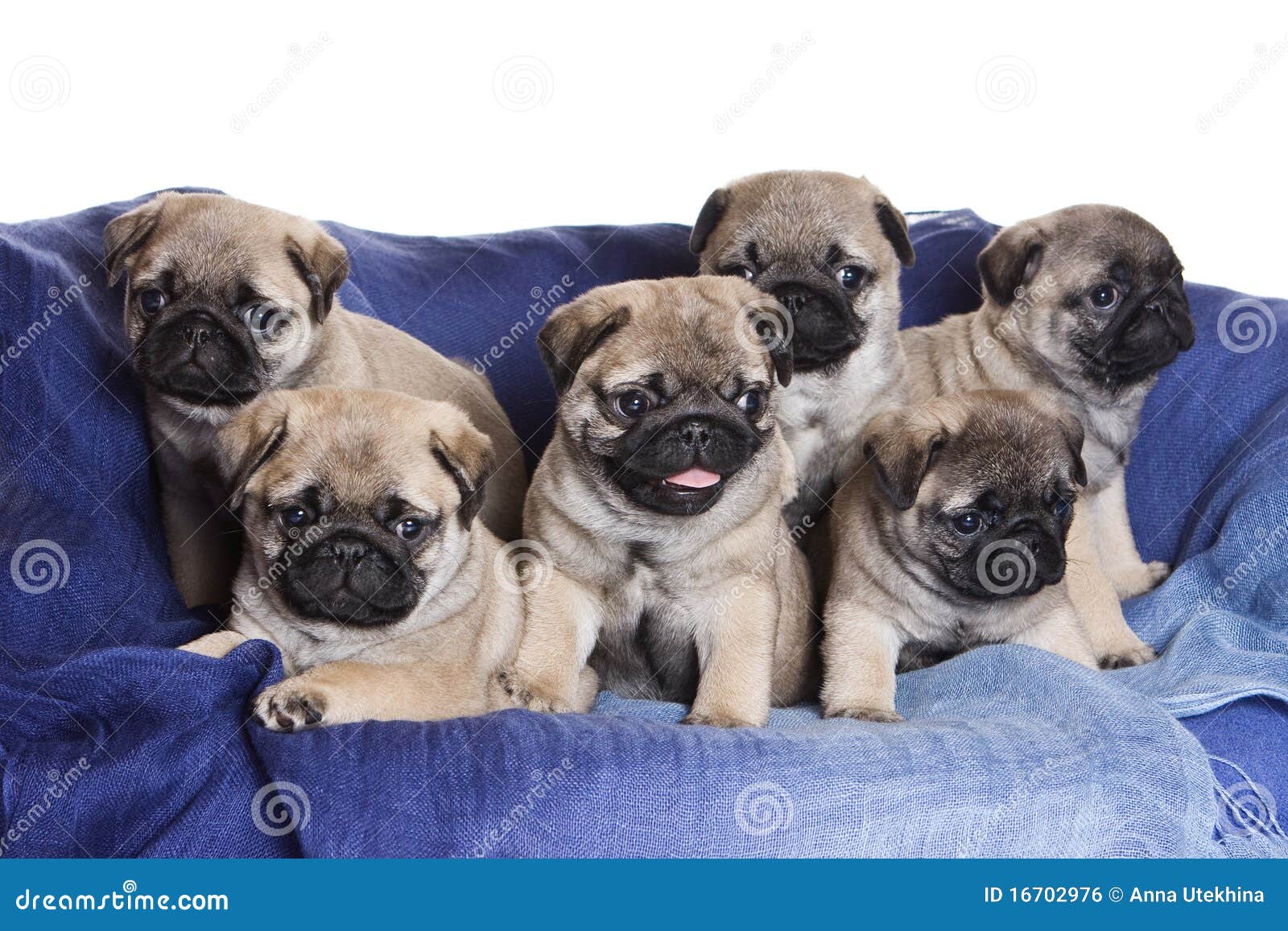 Chiot de roquet photo stock. Image du famille, petit - 16702976