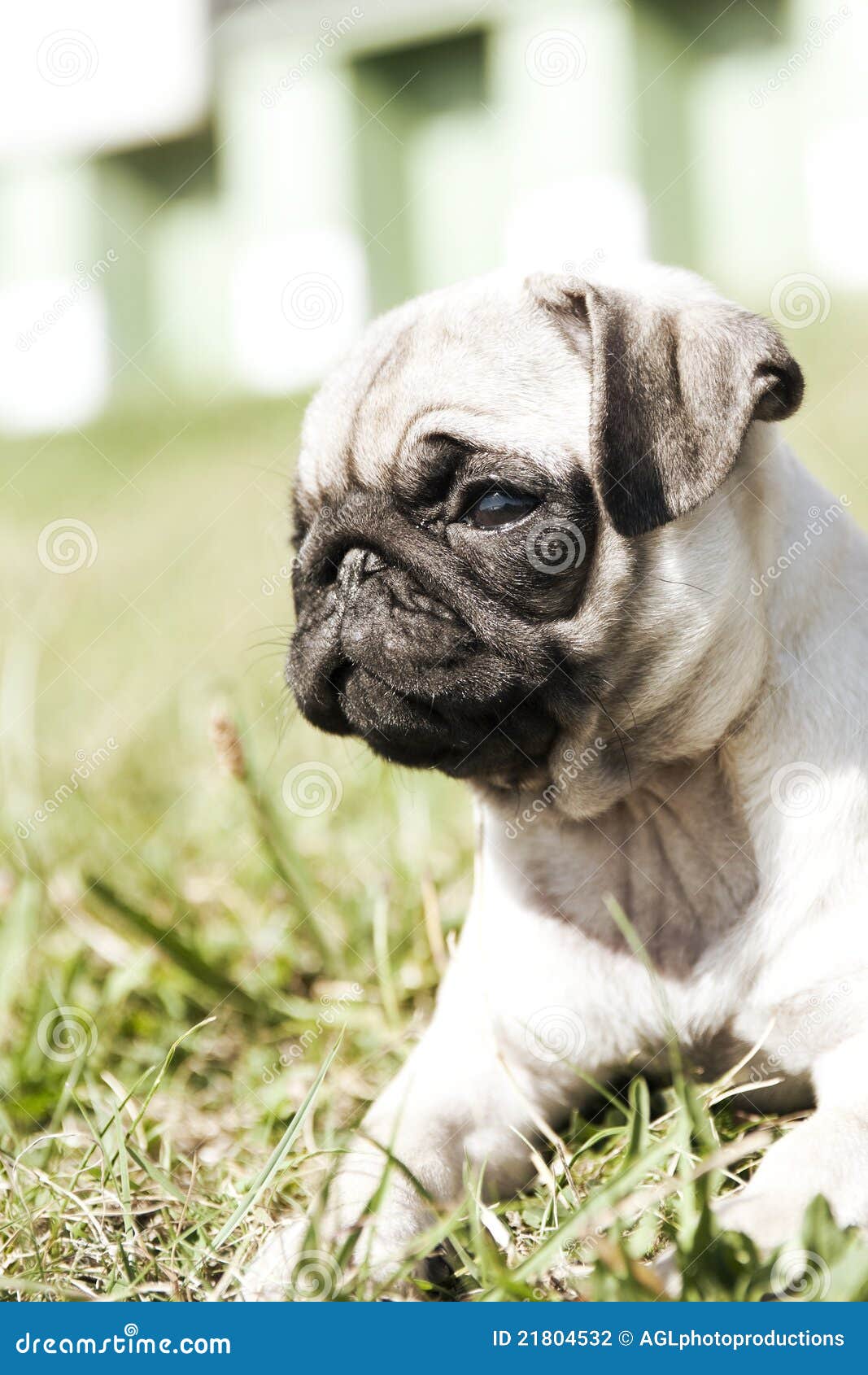 Chiot de roquet photo stock. Image du roquet, mignon - 21804532