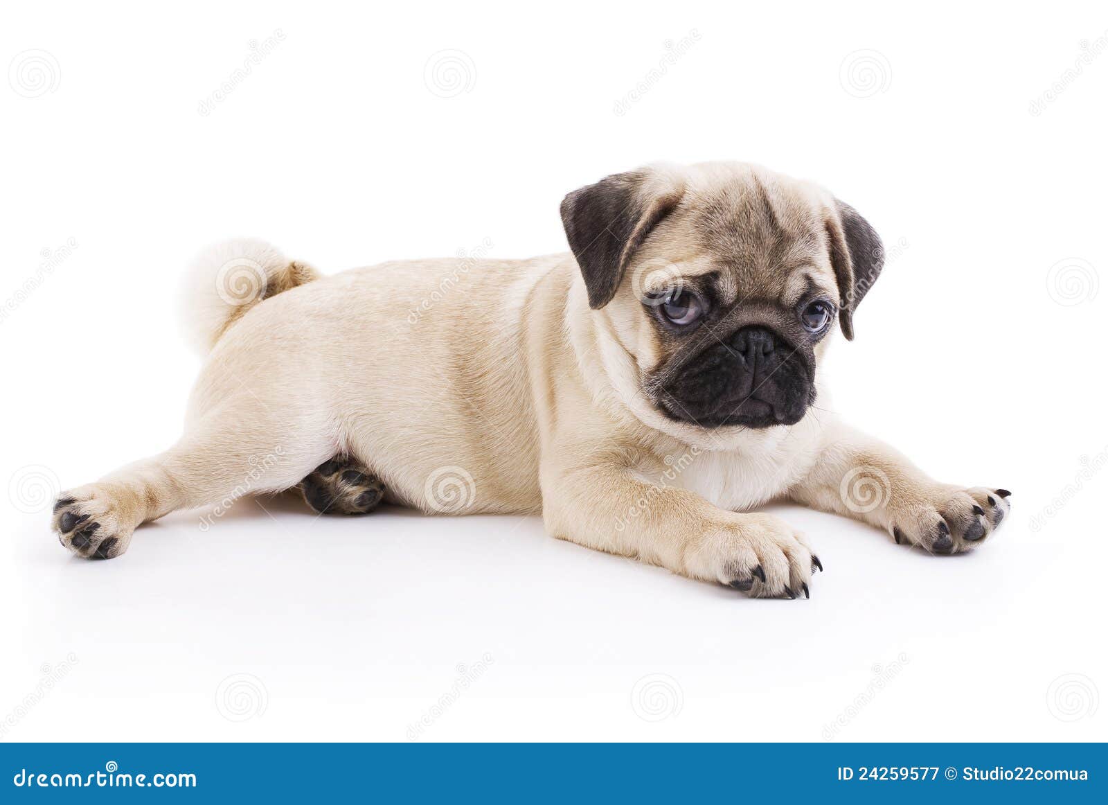 Chiot de roquet image stock. Image du animal, fond, roquet - 24259577