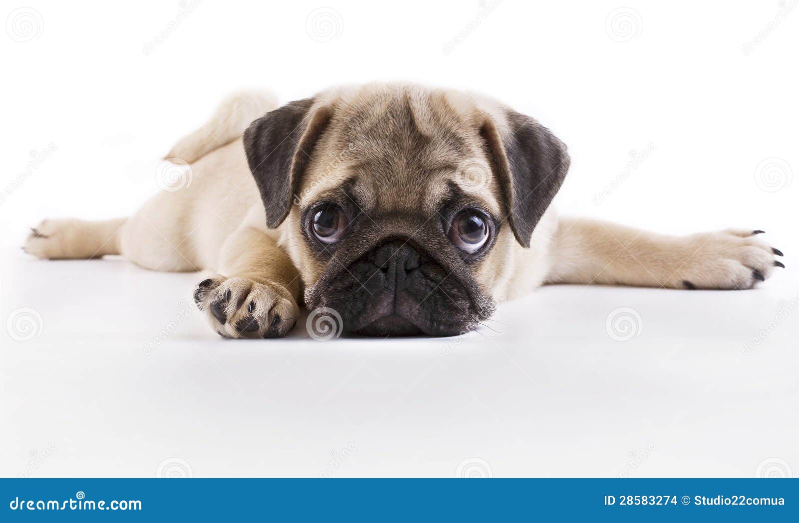 Chiot de roquet photo stock. Image du animaux, brun, mensonge - 28583274