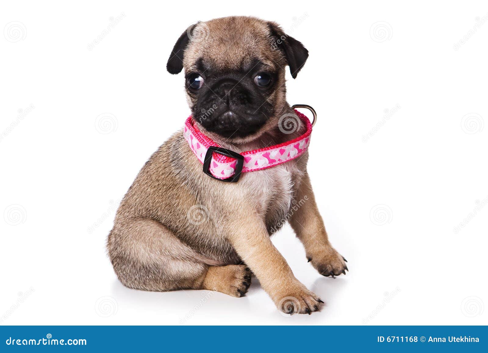Chiot de roquet photo stock. Image du accouplement, coupure - 6711168