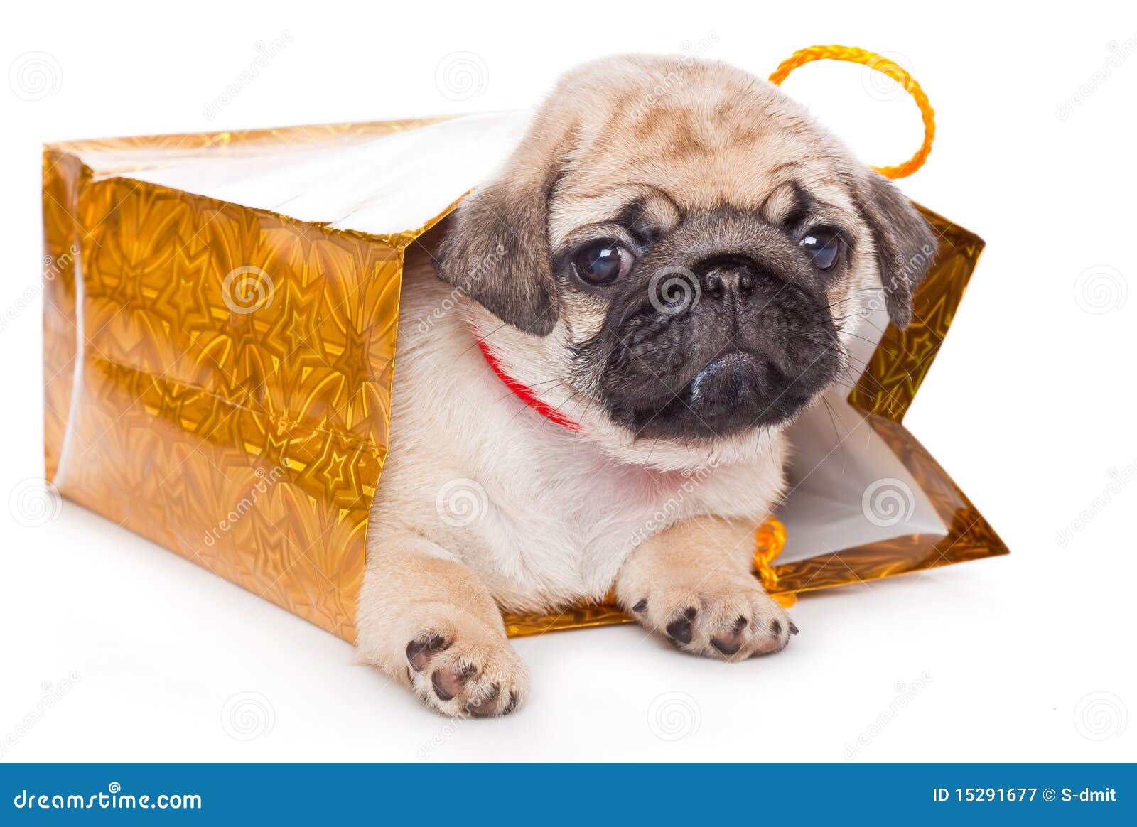 Chiot De Roquet Dans Les Sacs Image stock - Image du purebred, animal ...